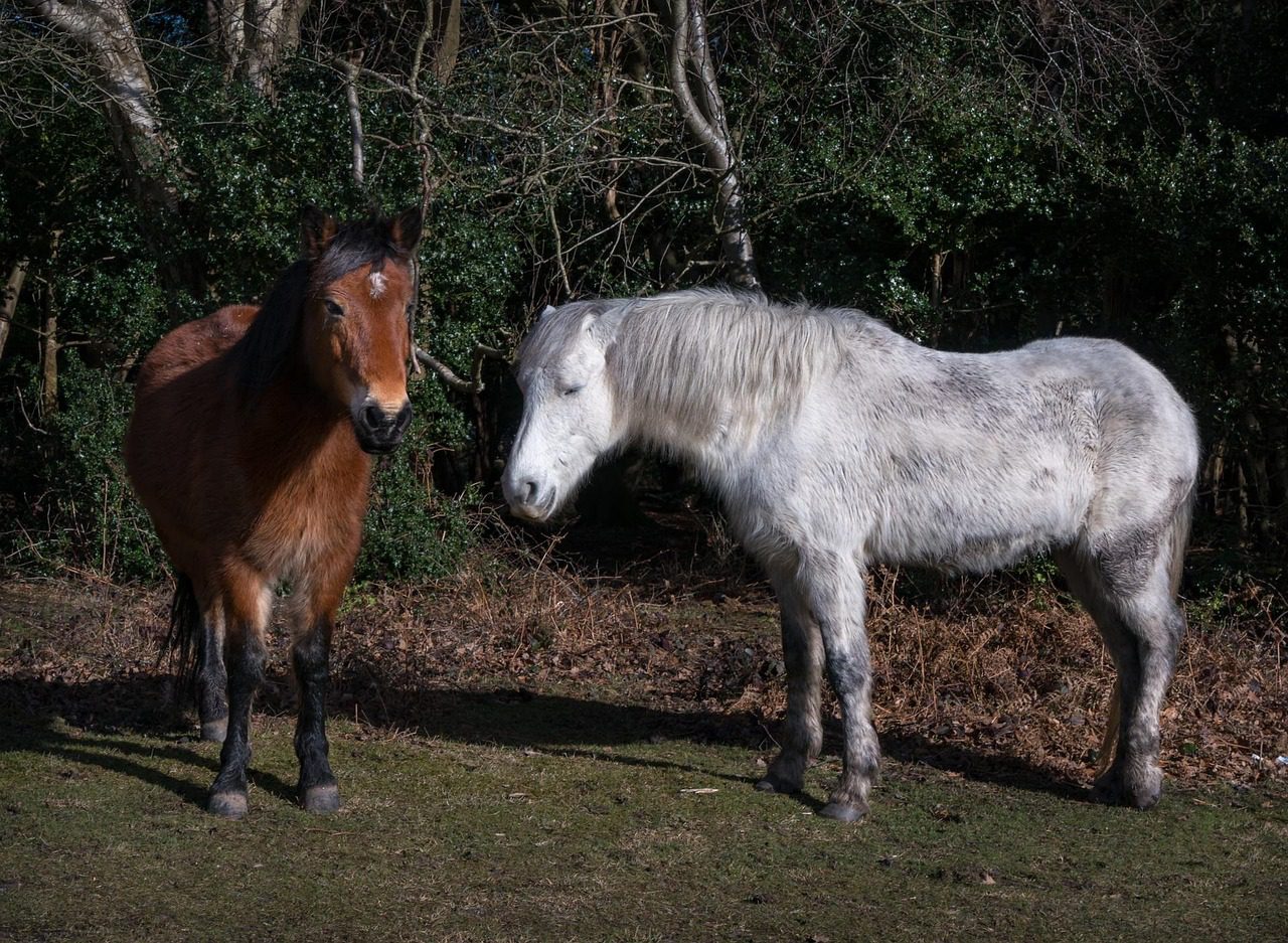Last Minute Hotel Near Paultons Park - Stay Close To The New Forest At ...